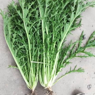 雪里红根的功效与作用_雪里红根怎么吃最好-第3张图片-山城妙识