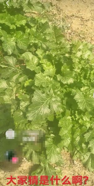 雪里红根的功效与作用_雪里红根怎么吃最好-第2张图片-山城妙识