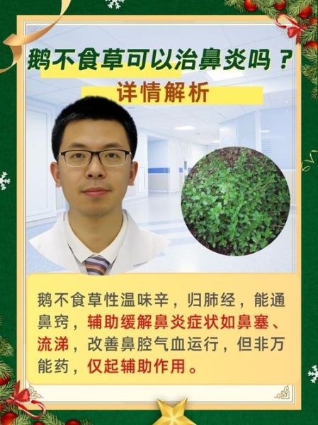 鹅不食草的功效与作用_鹅不食草的禁忌有哪些-第3张图片-山城妙识 鹅不食草的功效与作用_鹅不食草的禁忌有哪些-第3张图片-山城妙识