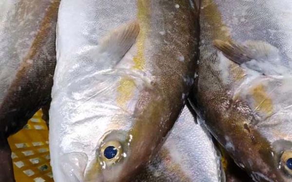 鰤鱼怎么读_鰤鱼是什么鱼-第1张图片-山城妙识