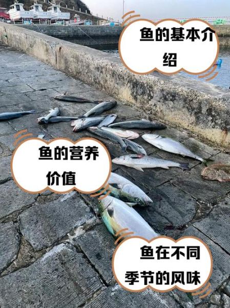 鰤鱼怎么读_鰤鱼是什么鱼-第2张图片-山城妙识