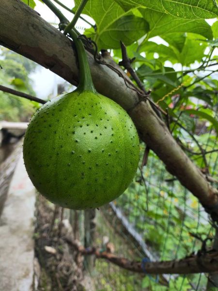 木鳖果一斤多少钱_木鳖果价格多少钱一斤-第1张图片-山城妙识 木鳖果一斤多少钱_木鳖果价格多少钱一斤-第1张图片-山城妙识