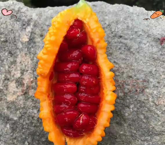 木鳖果一斤多少钱_木鳖果价格多少钱一斤-第3张图片-山城妙识 木鳖果一斤多少钱_木鳖果价格多少钱一斤-第3张图片-山城妙识