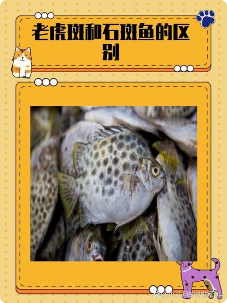 老虎斑和石斑鱼的区别_老虎斑是石斑鱼吗-第1张图片-山城妙识