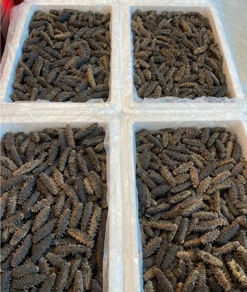 野生干海参多少钱一斤_野生干海参价格表-第2张图片-山城妙识