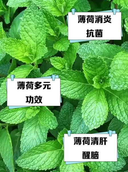 薄荷叶怎么吃_薄荷叶有什么用处-第2张图片-山城妙识