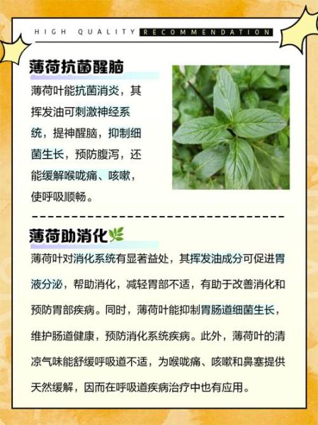 薄荷叶怎么吃_薄荷叶有什么用处-第1张图片-山城妙识