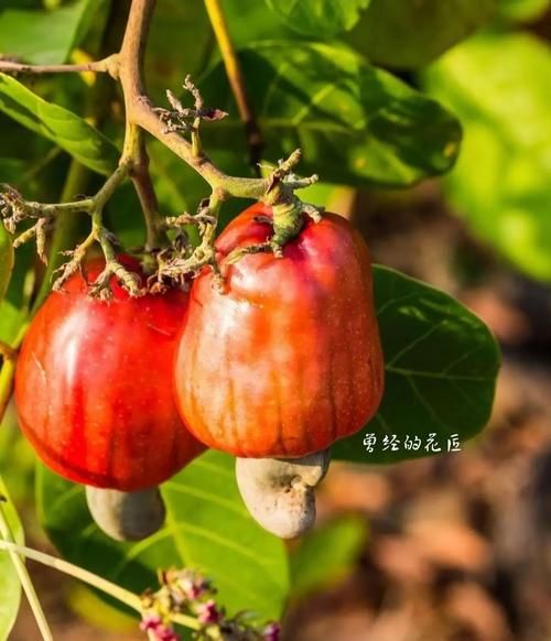 腰果梨怎么吃_腰果梨的功效与作用-第1张图片-山城妙识