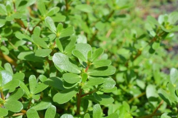 假马齿苋长什么样_假马齿苋与马齿苋区别-第2张图片-山城妙识