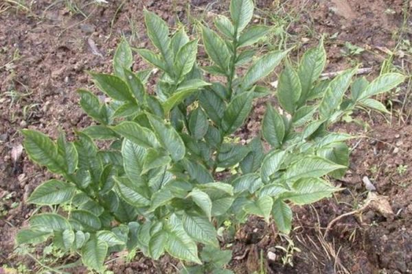 魔芋植物叶子长什么样_魔芋叶子图片大全-第3张图片-山城妙识