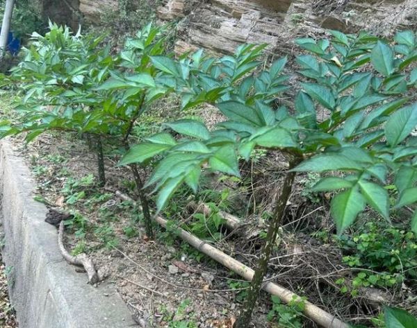 魔芋植物叶子长什么样_魔芋叶子图片大全-第2张图片-山城妙识