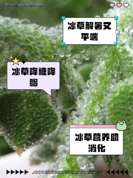 冰草怎么吃最好_冰草的功效与作用-第1张图片-山城妙识