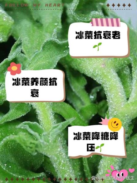 冰草怎么吃最好_冰草的功效与作用-第3张图片-山城妙识