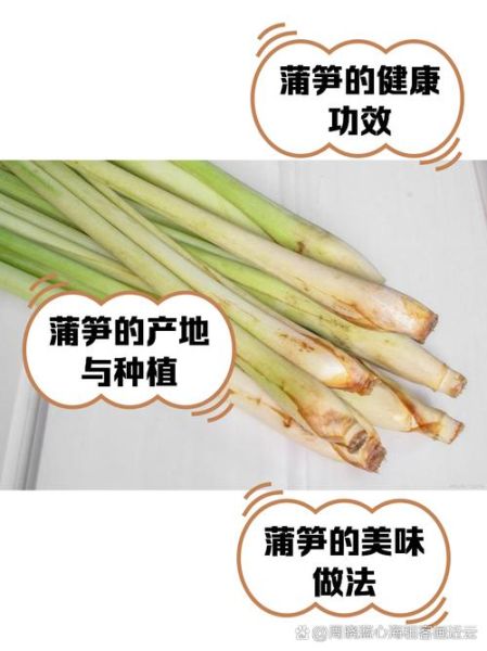 蒲笋怎么做好吃_蒲笋的营养价值有哪些-第1张图片-山城妙识