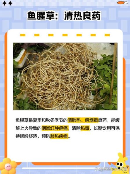 鱼腥草能天天泡水喝吗_鱼腥草的十大功效与作用-第1张图片-山城妙识 鱼腥草能天天泡水喝吗_鱼腥草的十大功效与作用-第1张图片-山城妙识