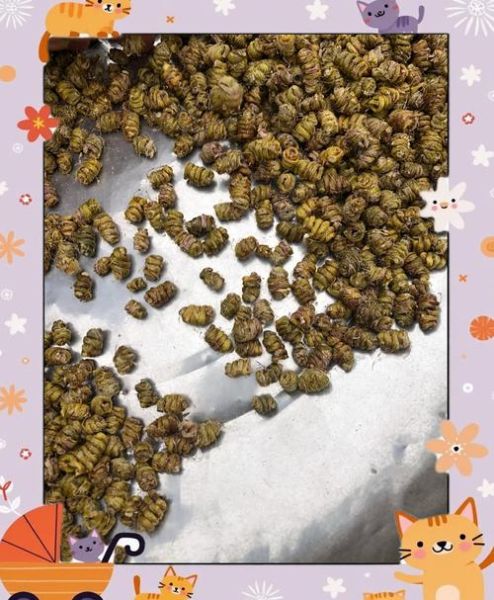 铁皮枫斗怎么种植_铁皮枫斗培养方法-第2张图片-山城妙识 铁皮枫斗怎么种植_铁皮枫斗培养方法-第2张图片-山城妙识