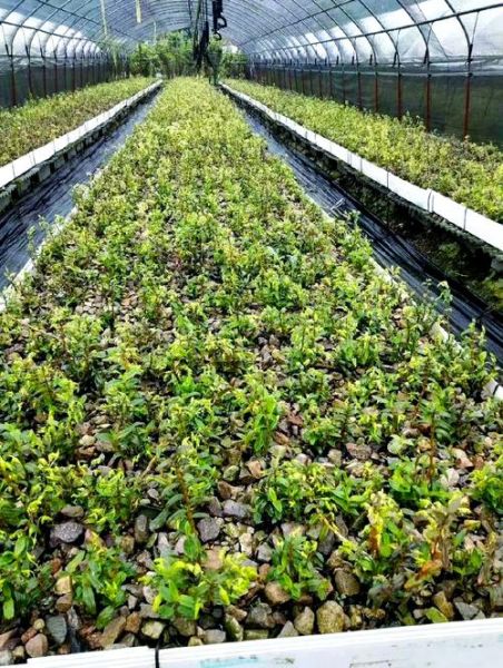 铁皮枫斗怎么种植_铁皮枫斗培养方法-第1张图片-山城妙识 铁皮枫斗怎么种植_铁皮枫斗培养方法-第1张图片-山城妙识