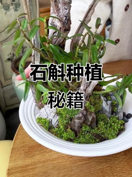 铁皮枫斗怎么种植_铁皮枫斗培养方法-第3张图片-山城妙识 铁皮枫斗怎么种植_铁皮枫斗培养方法-第3张图片-山城妙识