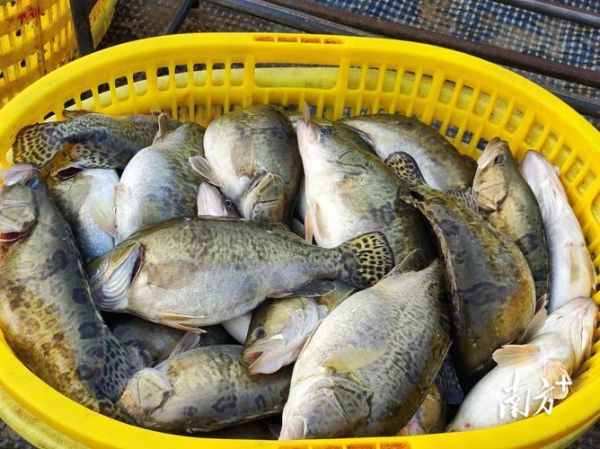 鳜鱼养殖基地怎么选_鳜鱼养殖基地投资多少钱-第1张图片-山城妙识