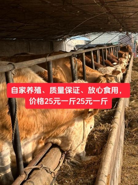 黄牛肉价格今日价多少钱一斤_今日黄牛肉批发价查询-第3张图片-山城妙识