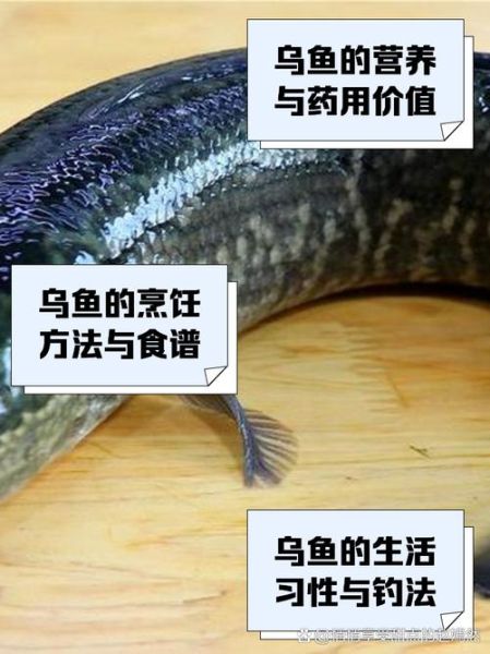 乌鱼的营养价值_乌鱼吃了有什么好处-第1张图片-山城妙识
