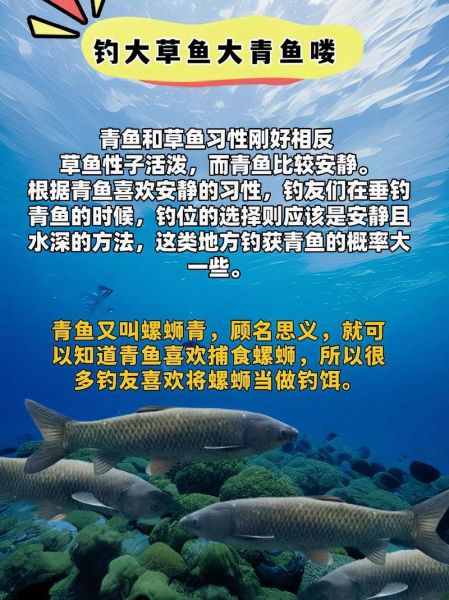 青针鱼怎么钓_青针鱼营养价值-第3张图片-山城妙识