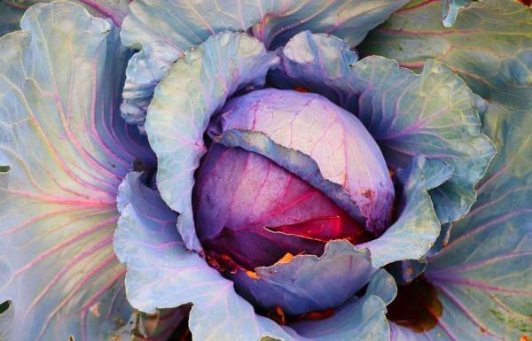 糖醋紫包菜怎么做_糖醋紫包菜的家常做法-第3张图片-山城妙识