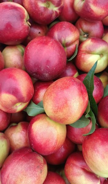 油桃怎么挑选_油桃和毛桃的区别-第2张图片-山城妙识