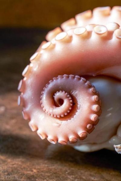 章鱼有几条腿_章鱼图片高清壁纸哪里找-第2张图片-山城妙识