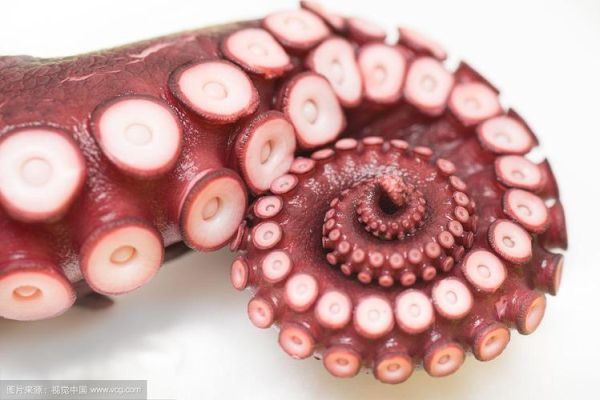 章鱼有几条腿_章鱼图片高清壁纸哪里找-第3张图片-山城妙识