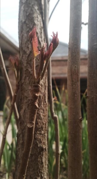 香椿芽苗菜怎么种_香椿芽苗菜种植方法-第2张图片-山城妙识