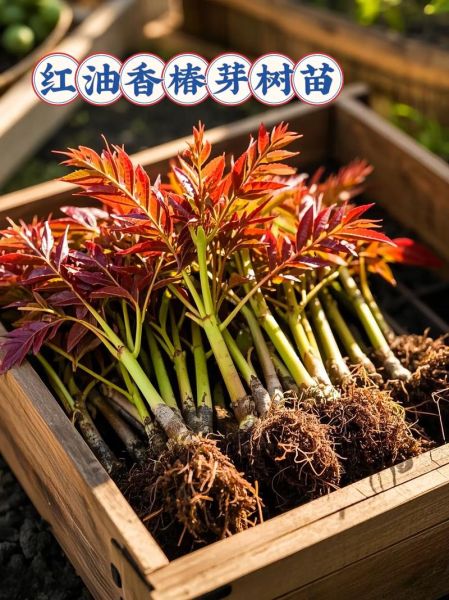 香椿芽苗菜怎么种_香椿芽苗菜种植方法-第3张图片-山城妙识