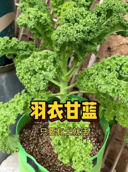 甘蓝什么时候种_甘蓝种植方法步骤-第3张图片-山城妙识