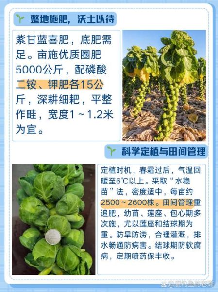 甘蓝什么时候种_甘蓝种植方法步骤-第2张图片-山城妙识