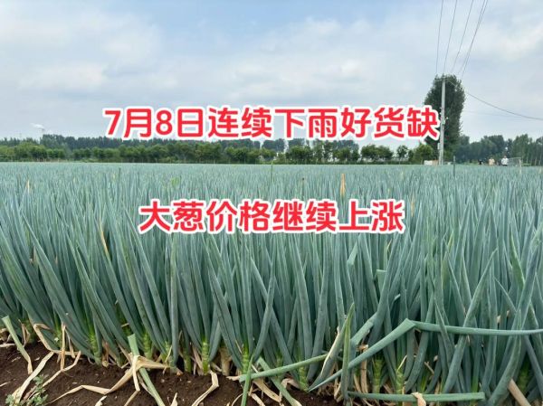 2021年大葱价格走势_2022年大葱还会涨价吗-第2张图片-山城妙识