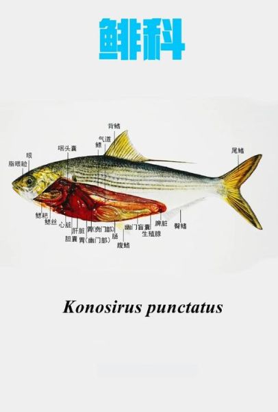 鲱鱼在中国叫什么鱼_鲱鱼与青鱼区别-第1张图片-山城妙识 鲱鱼在中国叫什么鱼_鲱鱼与青鱼区别-第1张图片-山城妙识