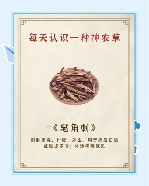 皂角刺的功效与作用_皂角刺能治疗哪些病-第1张图片-山城妙识 皂角刺的功效与作用_皂角刺能治疗哪些病-第1张图片-山城妙识