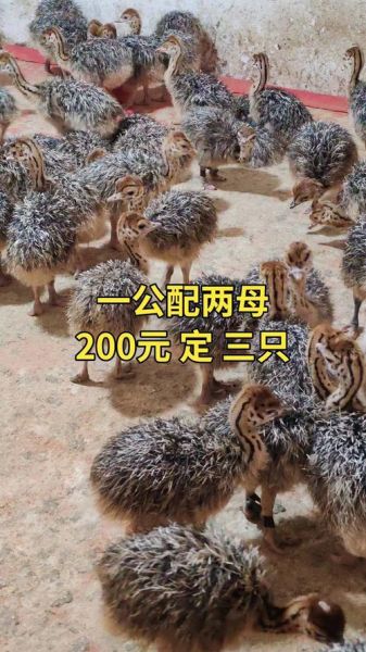 鸵鸟苗多少钱一只_鸵鸟苗价格行情-第2张图片-山城妙识
