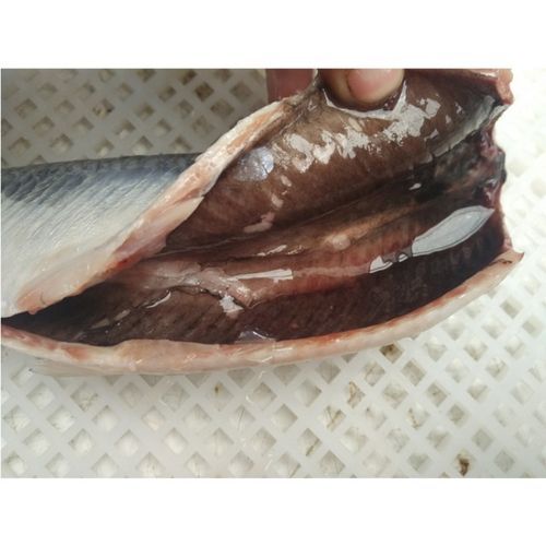 鲱鱼在中国叫什么鱼_鲱鱼与青鱼区别-第2张图片-山城妙识 鲱鱼在中国叫什么鱼_鲱鱼与青鱼区别-第2张图片-山城妙识