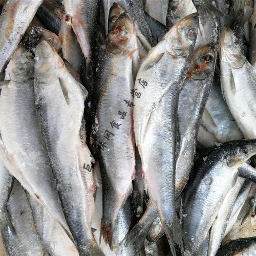 鲱鱼在中国叫什么鱼_鲱鱼与青鱼区别-第3张图片-山城妙识 鲱鱼在中国叫什么鱼_鲱鱼与青鱼区别-第3张图片-山城妙识