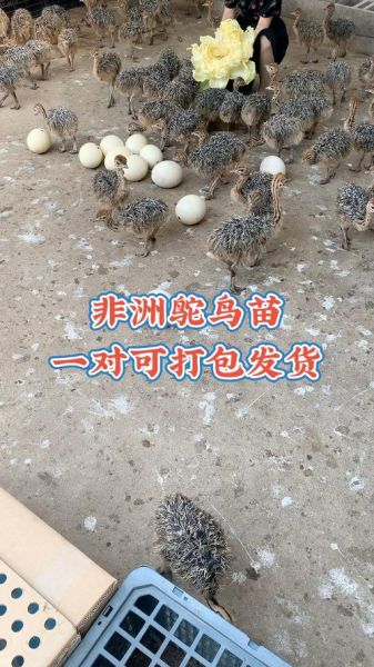 鸵鸟苗多少钱一只_鸵鸟苗价格行情-第3张图片-山城妙识
