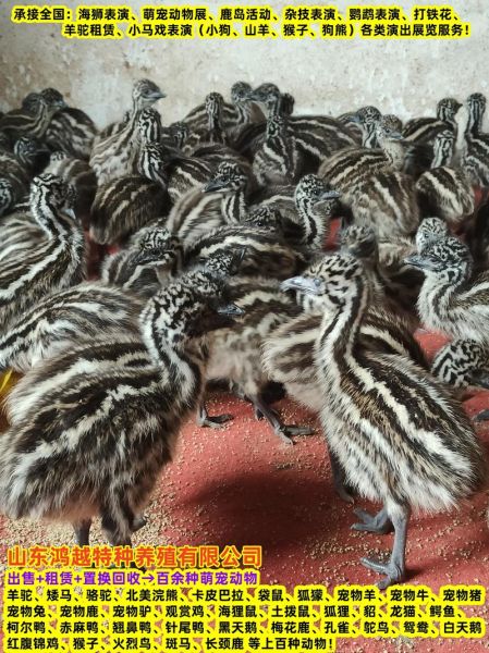 鸵鸟苗多少钱一只_鸵鸟苗价格行情-第1张图片-山城妙识