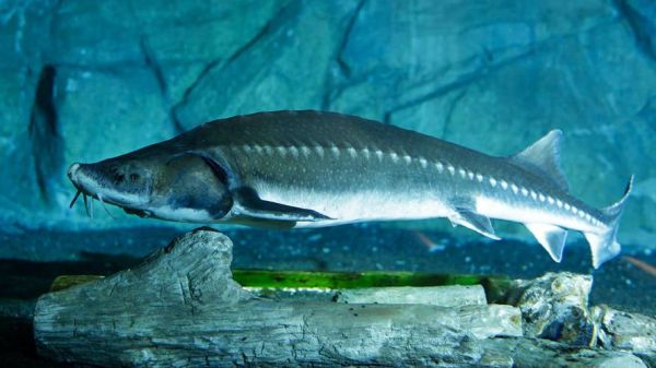 长江鲟鱼图片_如何分辨中华鲟与达氏鲟-第2张图片-山城妙识