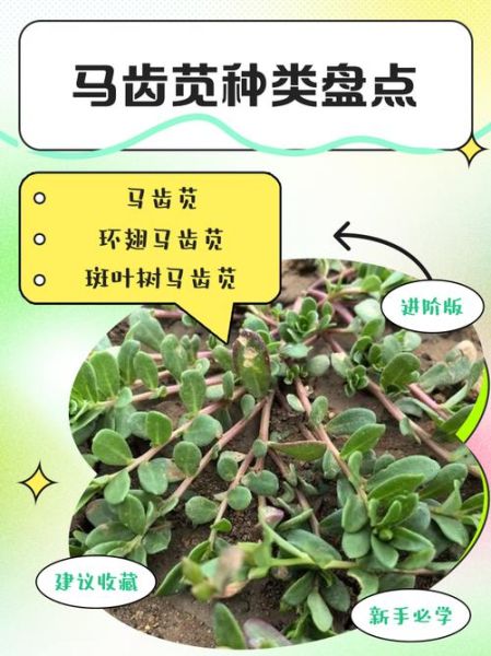 马齿苋有几种_马齿苋常见品种区别-第1张图片-山城妙识