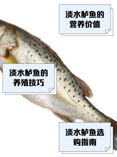淡水鲈鱼怎么钓_淡水鲈鱼吃什么-第1张图片-山城妙识