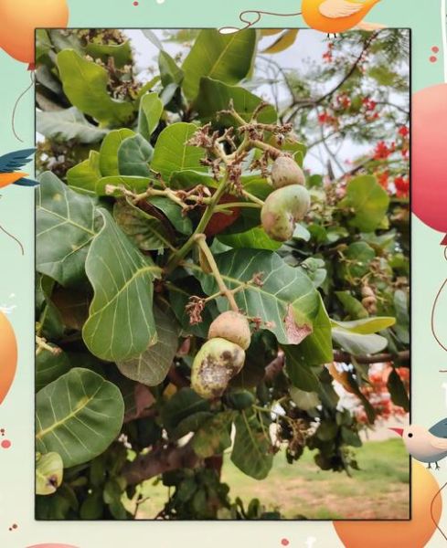 腰果树苗怎么种_腰果树苗价格多少钱一棵-第3张图片-山城妙识