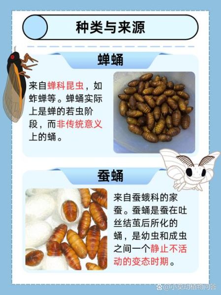蝉蛹在地下多少年_蝉蛹多久变成蝉-第1张图片-山城妙识
