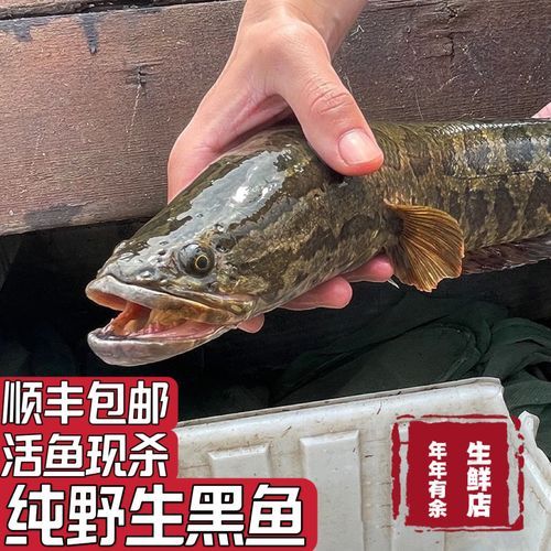 黑鱼多久能长到三斤_黑鱼养殖周期多长-第3张图片-山城妙识