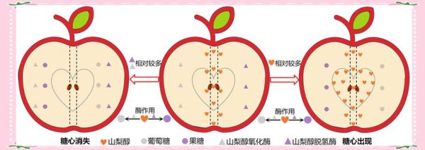 苹果糖心是怎么形成的_苹果糖心原因揭秘-第1张图片-山城妙识