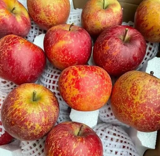 苹果糖心是怎么形成的_苹果糖心原因揭秘-第3张图片-山城妙识